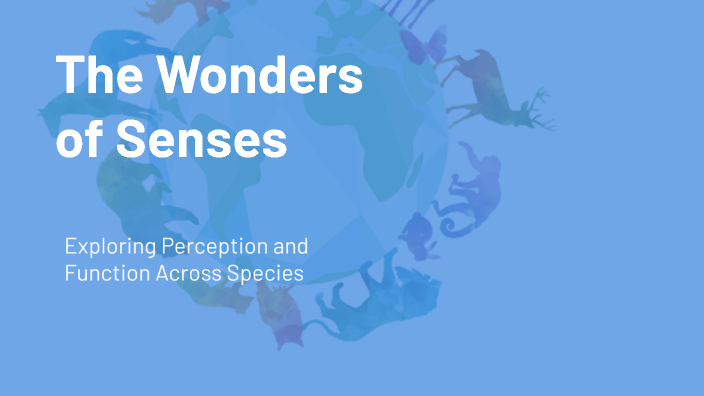 The Wonders of Senses by Basia K on Prezi