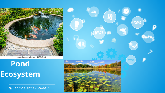 Pond Food Web by THOMAS EVANS on Prezi