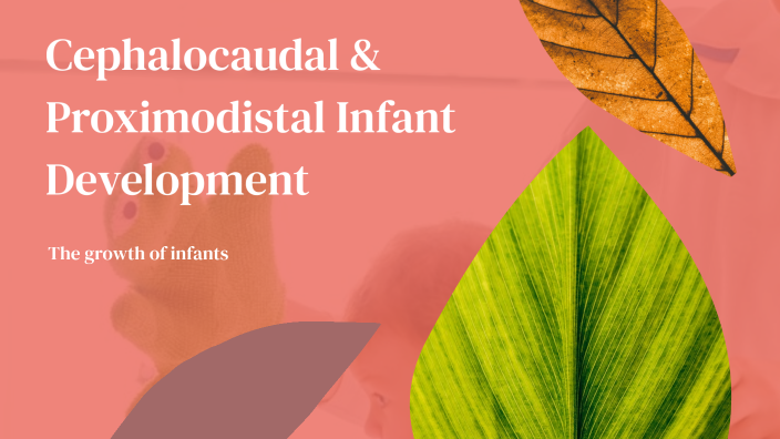 Cephalocaudal & Proximodistal Development by Kayden Lawson on Prezi