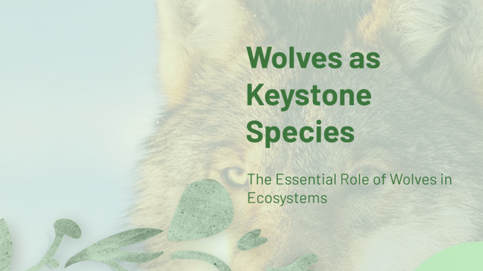 Wolves as Keystone Species by JACOB REYNA on Prezi