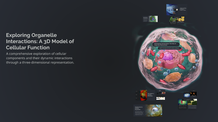 Exploring Organelle Interactions: A 3D Model of Cellular Function by ...