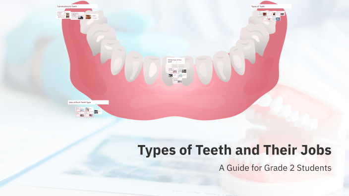 Types of Teeth and Their Jobs by Ahmed Mostafa on Prezi