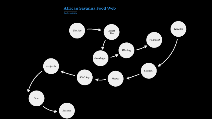 African Savanna Food Web by Sandra Cervini on Prezi