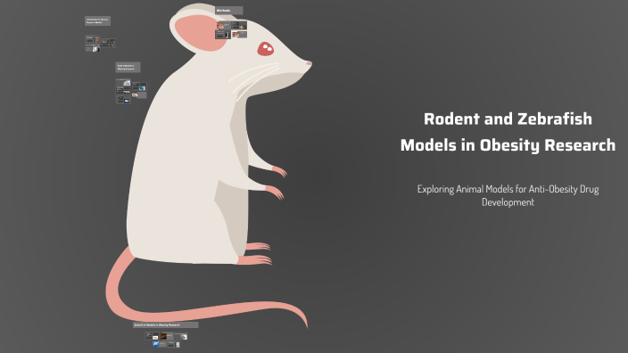 Rodent and Zebrafish Models in Obesity Research by reem abdalal on Prezi