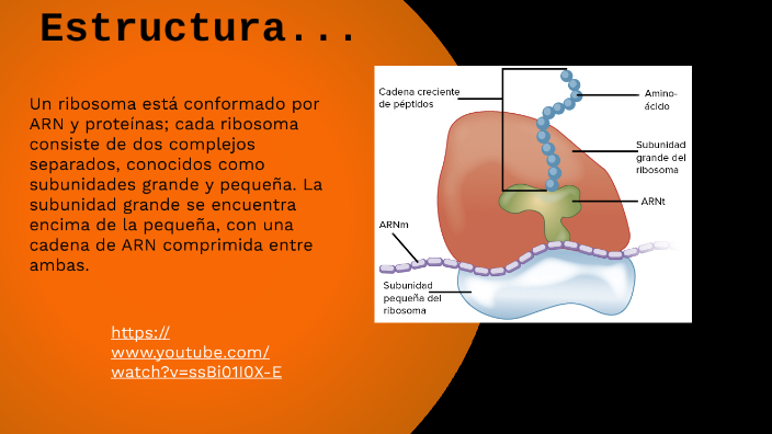 Núcleo y Ribosomas by daniela olmos on Prezi