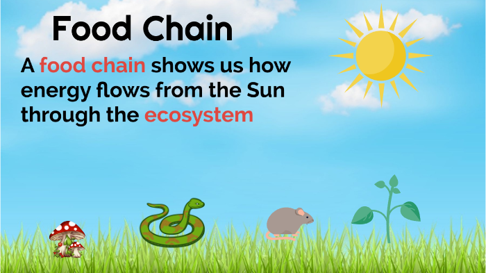 Food Chain 5th grade by Esmeralda Torres on Prezi