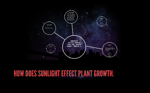 how does sunlight effect plant growth by jeremiah miller on Prezi