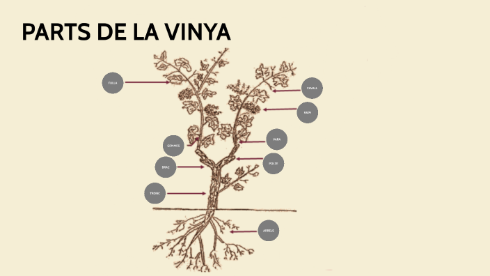 parts de la vinya by edgard jaller cruz on Prezi