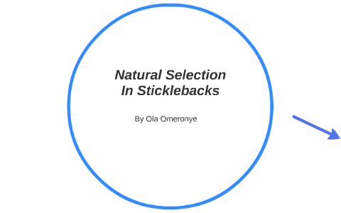 Natural Selection In Sticklebacks by Ola Omeronye on Prezi