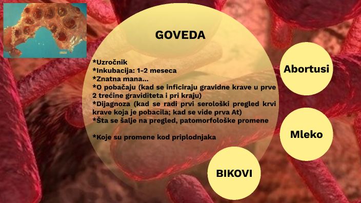 Bruceloza (bakterije) by Anđela Petrić on Prezi