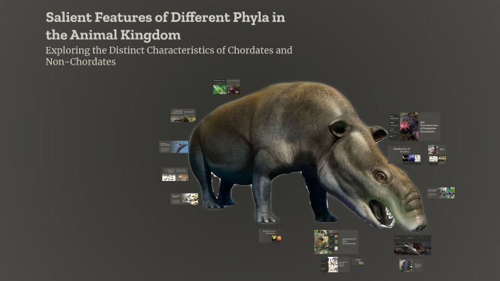 Salient Features of Different Phyla in the Animal Kingdom by Vinay ...