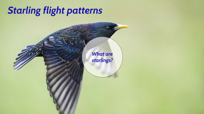 Starling - flight patterns by Jesiah Graves on Prezi