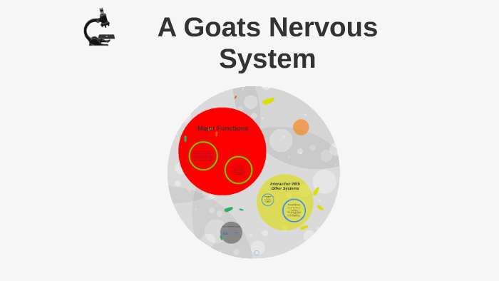 A Goats Nervous System by Austin P. Morton on Prezi