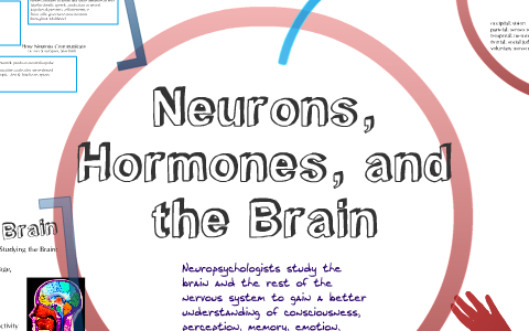 Chapter 4: Neurons, Hormones, and the Brain by Jasmine Dieterlen on Prezi