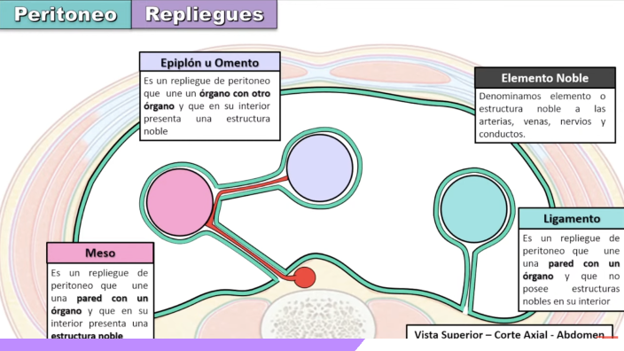 PERITONEO Y CAVIDAD PERITONEAL by Sayri Viannet Dionicio Lucas on Prezi