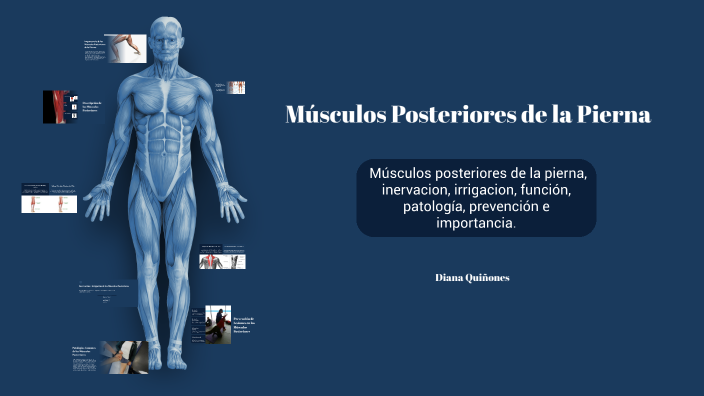 Músculos Posteriores de la Pierna by DIANA CARMÍN QUIÑONES MANEIRO on Prezi