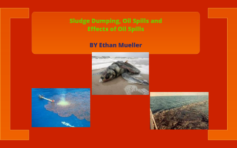 Sludge dumping, oil spills and effects of oil spills. by ethan mueller ...