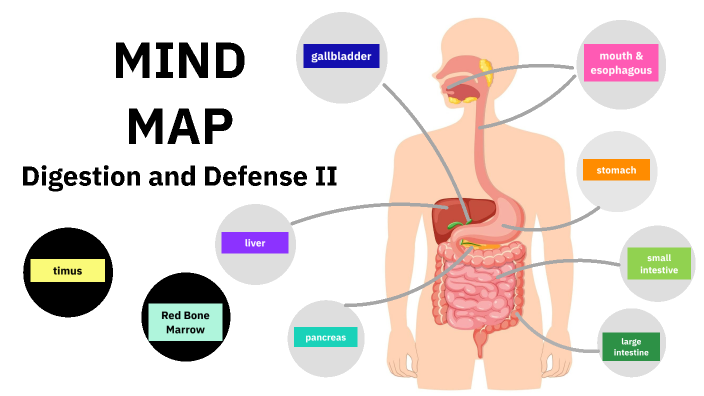 MIND MAP Digestion and Defense II by Maria da Assunção Silva Santos on ...