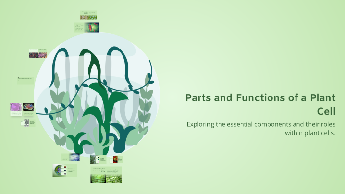 Parts and Functions of a Plant Cell by GERALD BALMACEDA on Prezi