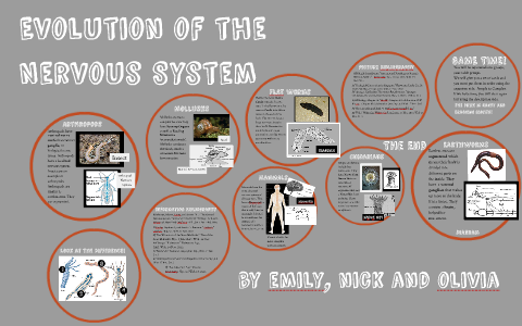 Evolution of the Nervous System by Olivia Martinez on Prezi