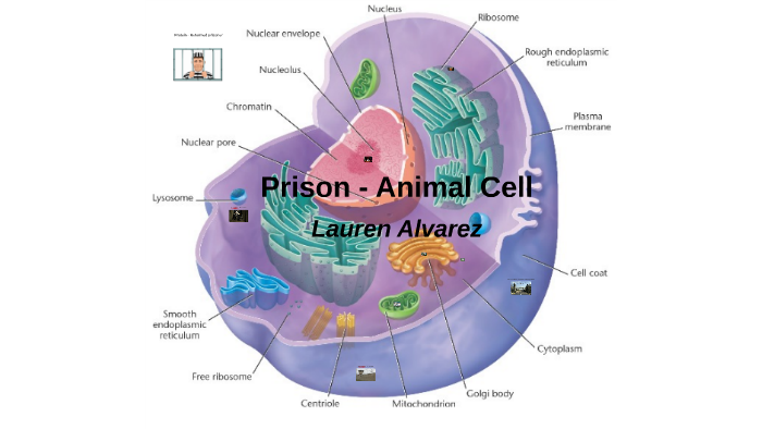 Prison Cell Analogy by Lauren Alvarez on Prezi