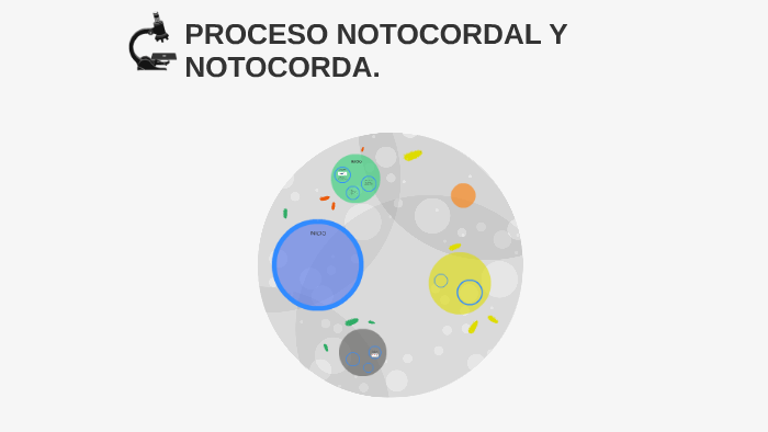 PROCESO NOTOCORDAL Y NOTOCORDA. by Gustavo Malpica on Prezi