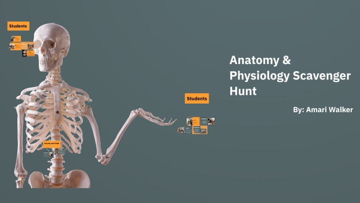 Anatomy & Physiology Scavenger Hunt by mari walker on Prezi