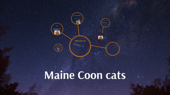 Maine Coon Cats by Rohan Kelley on Prezi