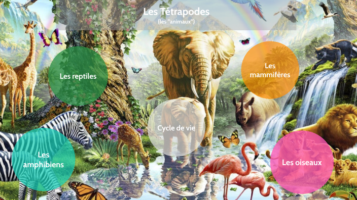 la diversité des métazoaire by Killian Verlingue on Prezi
