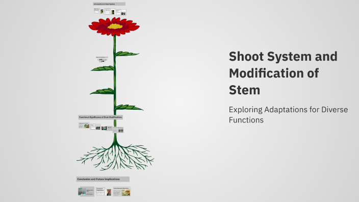 Shoot System and Modification of Stem by Dr. Ruchi Tejpal on Prezi