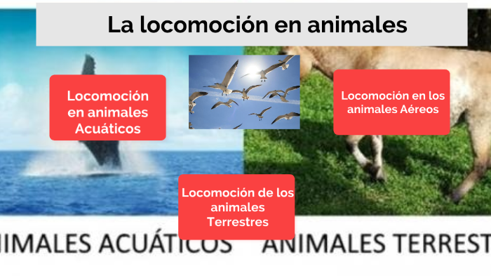 La locomoción en animales by NATHALIE REY on Prezi