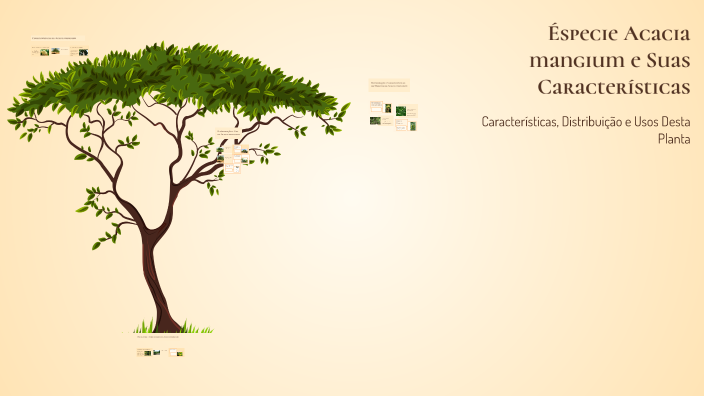 Éspecie Acacia mangium e Suas Características by Luna Pires on Prezi