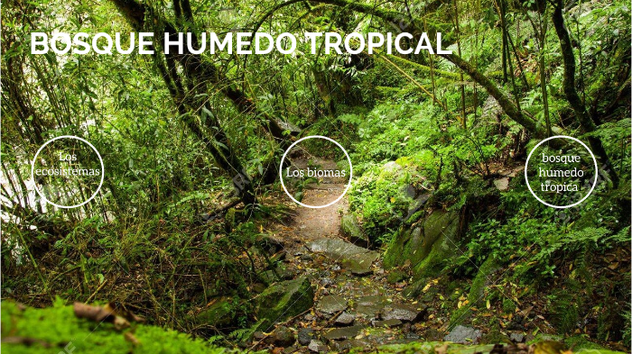 bosque humedo tropical by Manuela Gonzalez Romero on Prezi