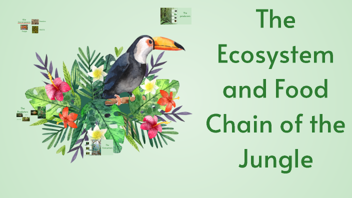 The Ecosystem and Food Chain of the Jungle by destiny patterson on Prezi