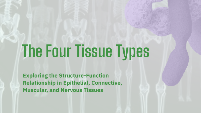 Exploring Tissue Types: Structure and Function by Zaqueo Santos on Prezi