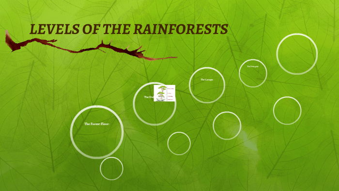 LEVELS OF THE RAINFORESTS by Meya Scriven