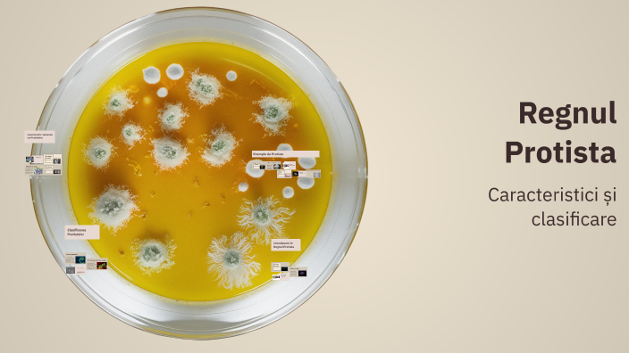 Regnul Protista by Sîrca Sofia on Prezi