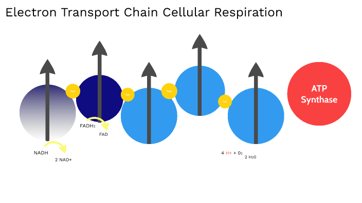 Electron Transport Chain (Cellular Respiration) by Allie Wolla on Prezi