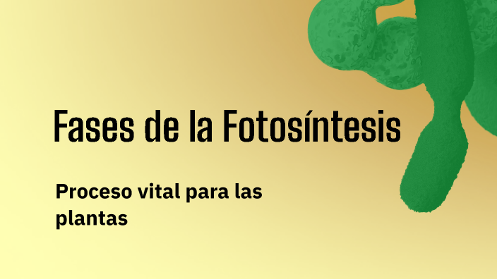 Fases de la Fotosíntesis by Pablo Martínez on Prezi