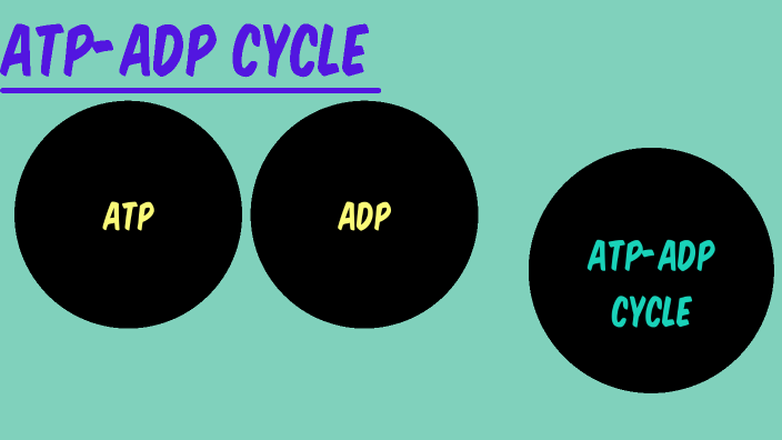 ATP-ADP Cycle by Elaiza Gendrano on Prezi