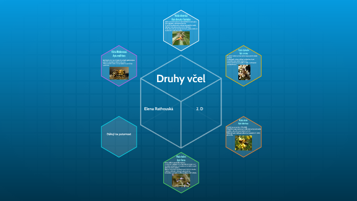 Druhy včel by elena rathouska on Prezi