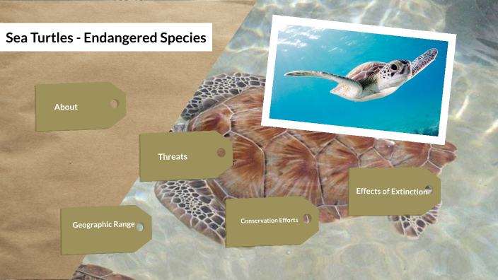 Sea Turtles - Endangered Species by Luke Polizzi on Prezi