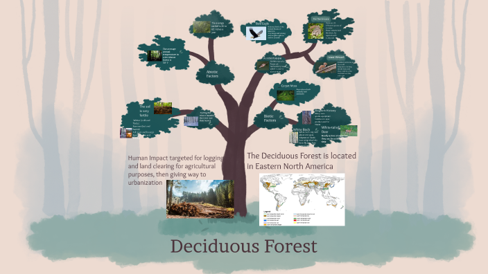Deciduous forest by Haley De La Rosa on Prezi