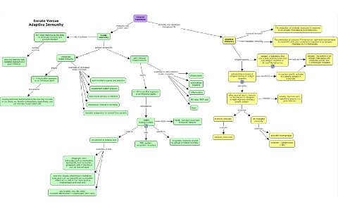 BIOL 477 Immunology Flow Chart by Adam Thomas on Prezi