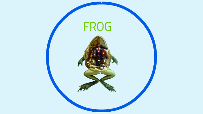 FROG by gavin bowlin on Prezi
