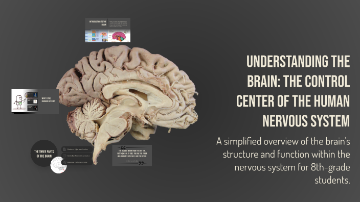 Understanding the Brain: The Control Center of the Human Nervous System ...