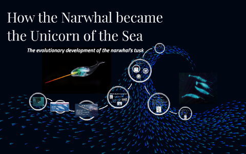 How the Narwhal became the Unicorn of the Sea by Human Being on Prezi