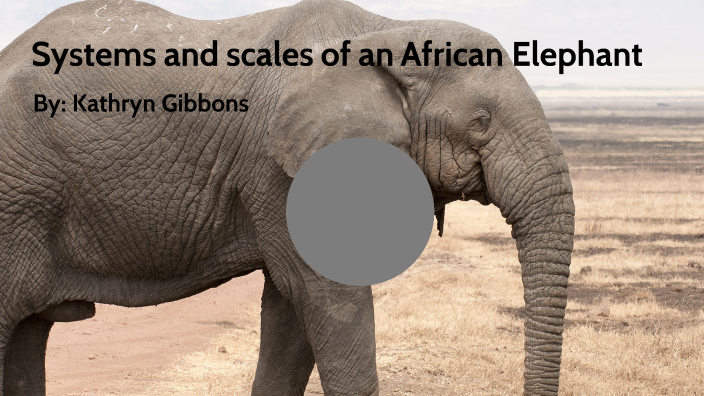 Systems and scales of an African Elephant by Kathryn Gibbons on Prezi
