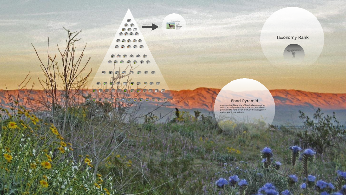 Coachella Valley Taxonomy and Food Pyramid by Osborn Diego on Prezi
