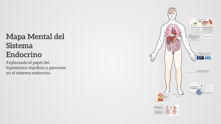 Mapa Mental del Sistema Endocrino by Aimee Rico on Prezi